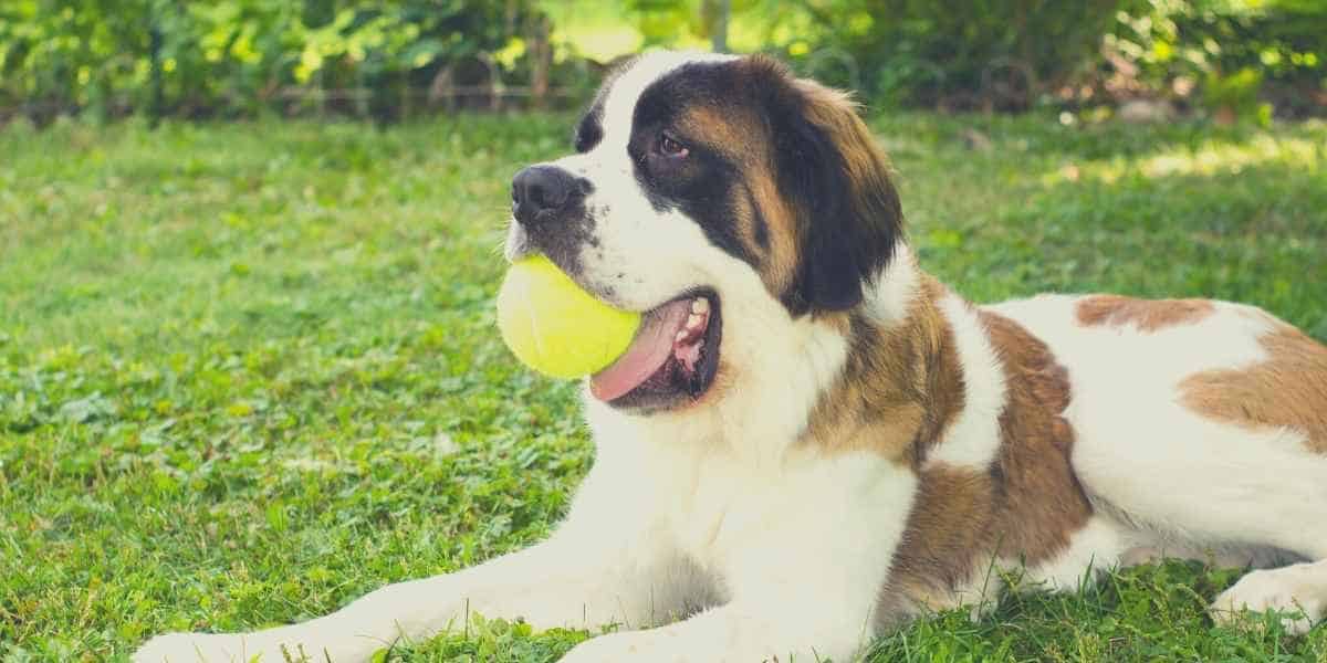 Saint Bernard Dog Breed Information, Personality, Health, Grooming, And ...