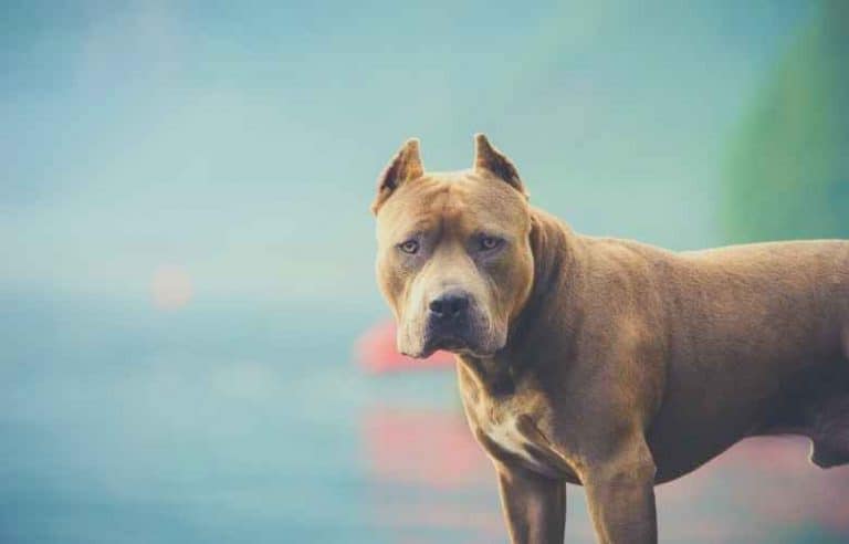 The best dog food for Pitbulls 2020: Nutrition guidelines and reviews ...