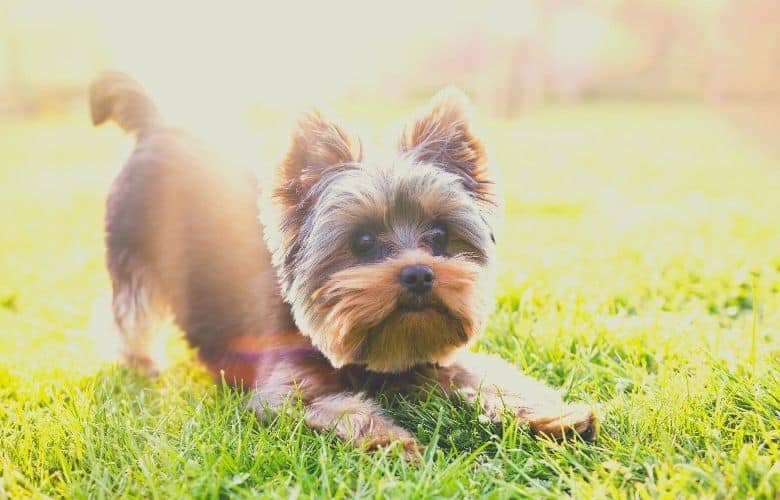 Yorkshire Terrier Dog Breed Information, Personality, Health, Grooming ...