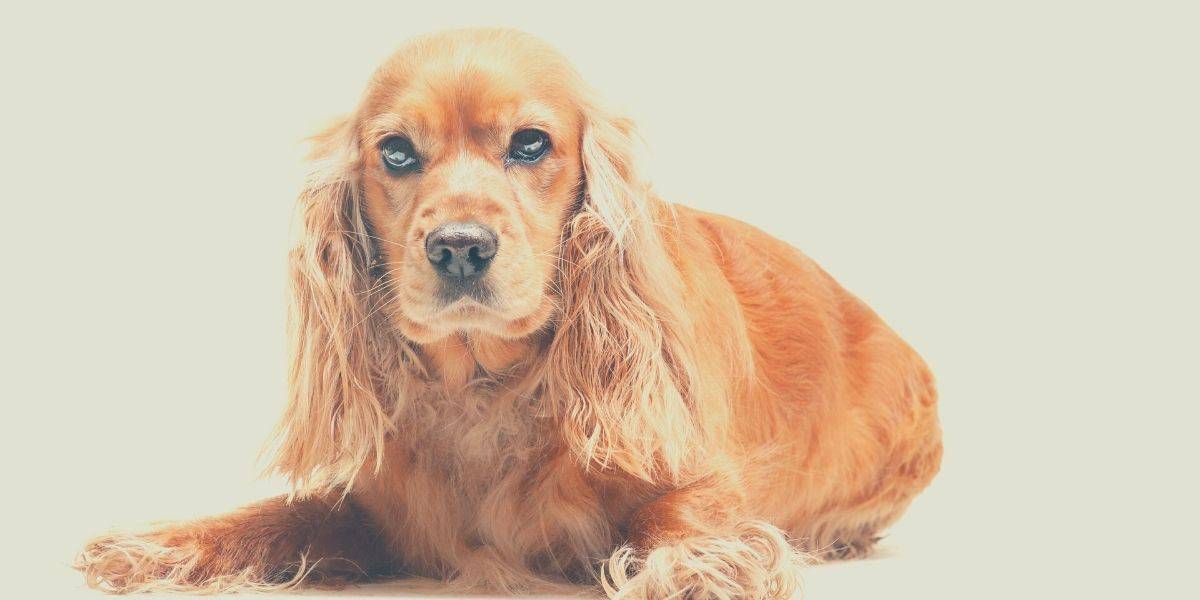 Cocker Spaniel Dog Breed Information, Personality, Health, Grooming ...