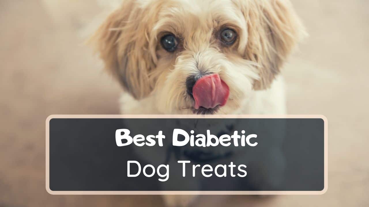 10 Best Diabetic Dog Treats Low Carb Content Treats 2021 10 Best Diabetic Dog Treats Low Carb Content Treats 2021